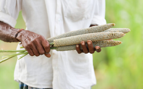 Amazing Benefits of Foxtail Millet – Mesmerising Millets